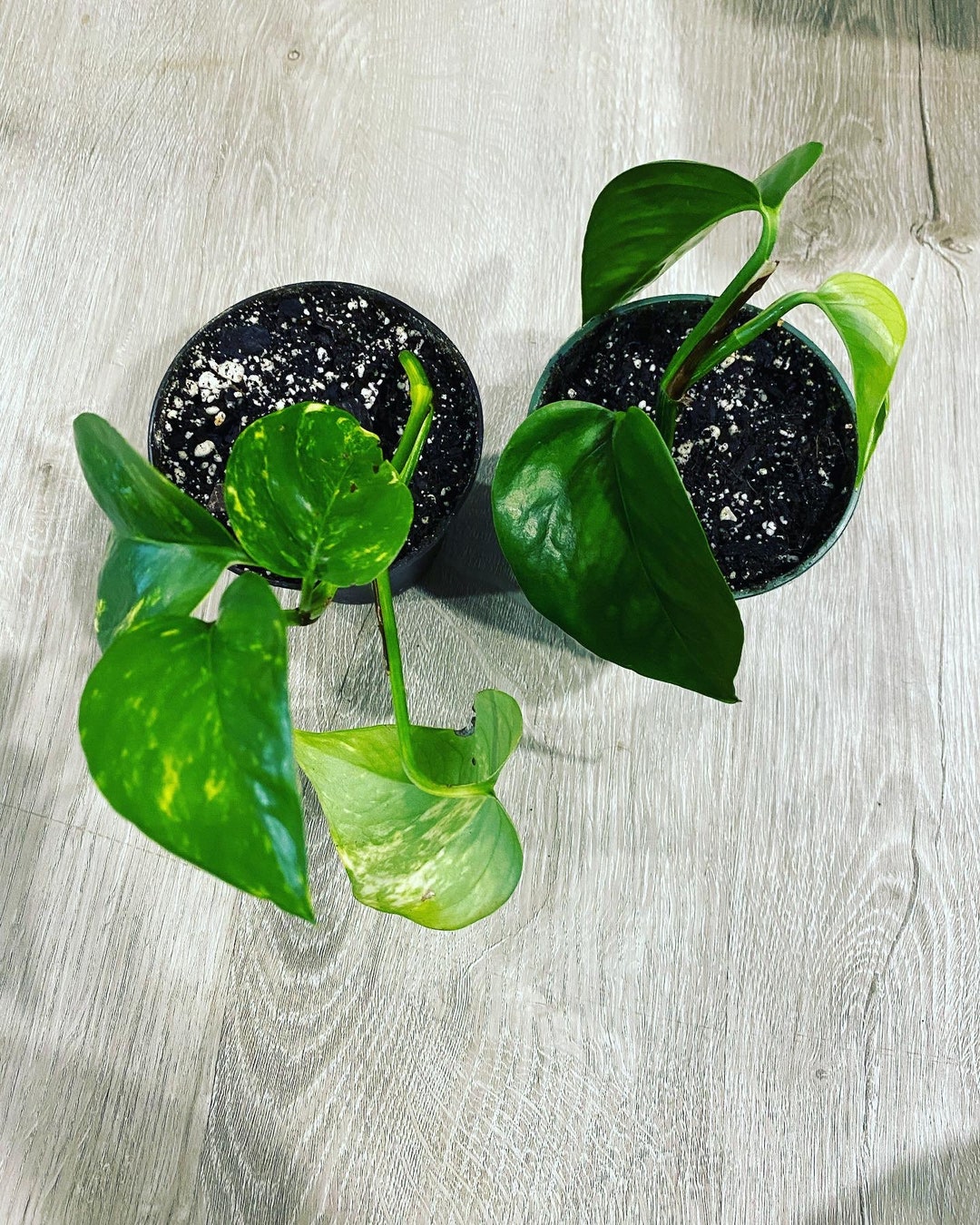 Variegated Golden Pothos - Etsy