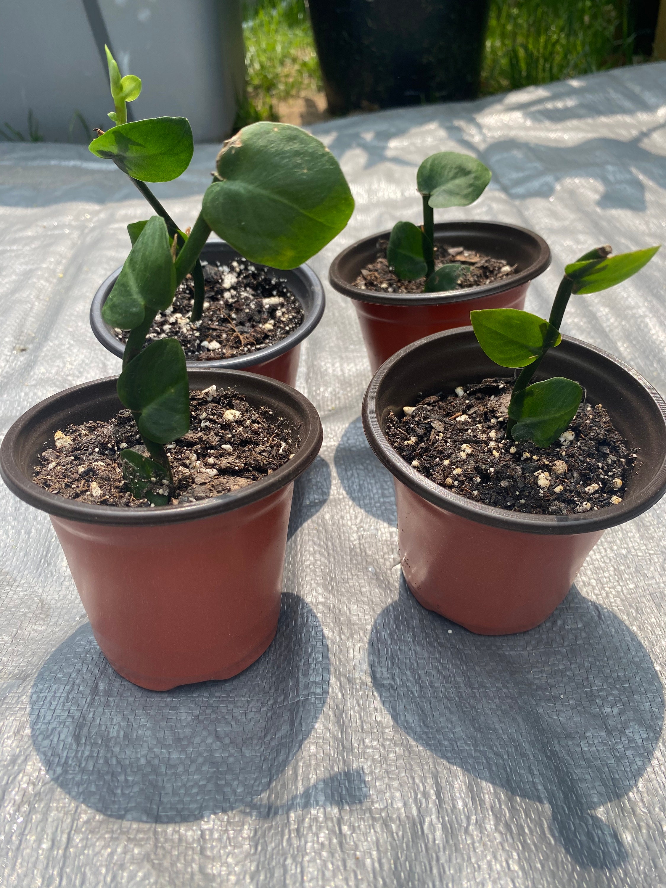 Shingle Vine, Vine, Plants - Etsy