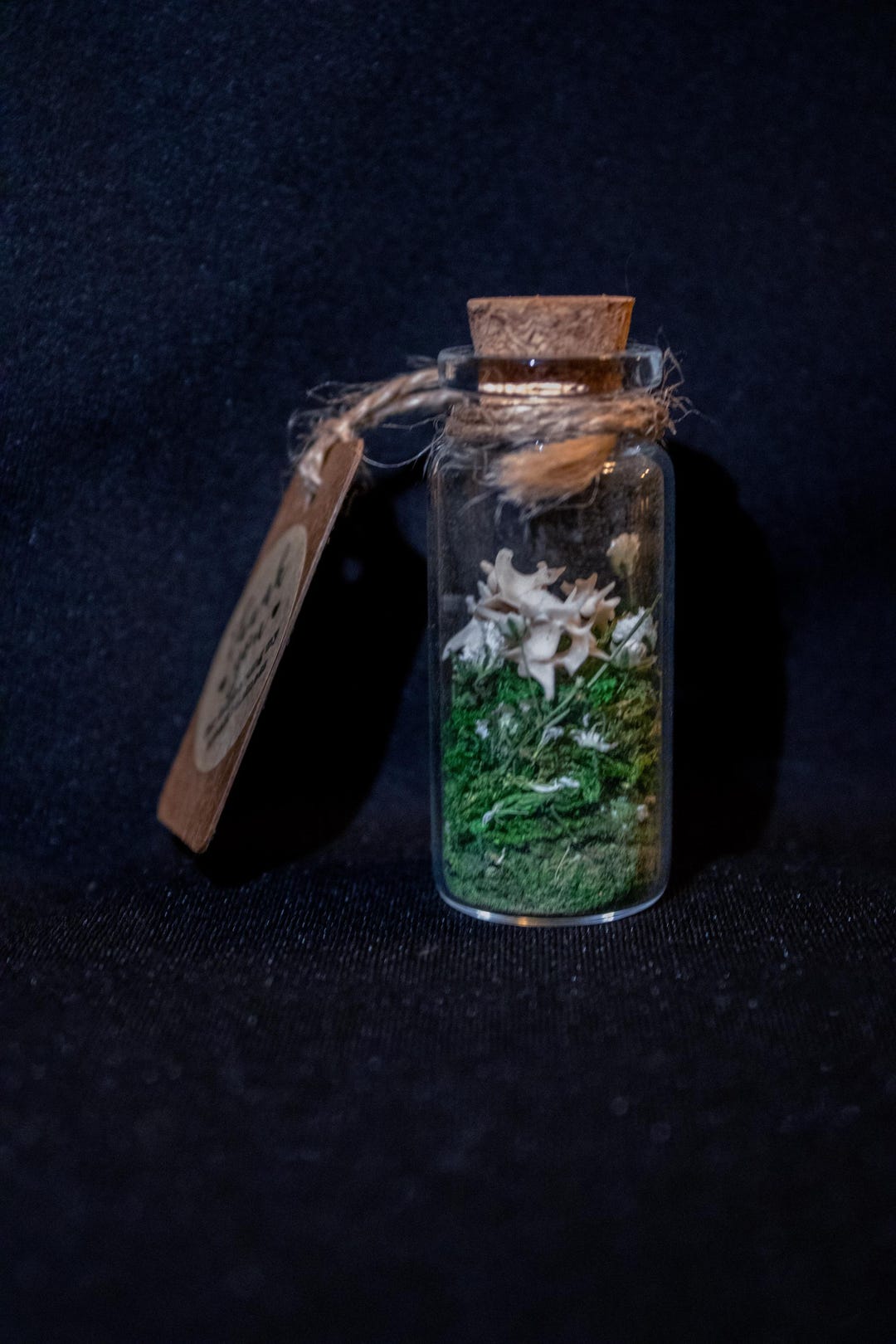 Snake Vertebrae Oddity Taxidermy Vial Jars - Etsy
