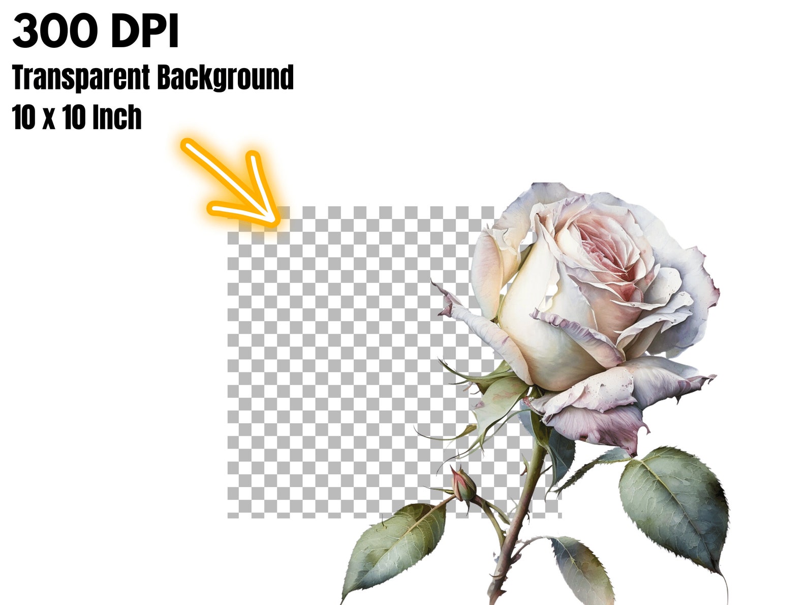 Pink and White Roses Clipart | Floral PNG | Watercolor Roses PNG ...