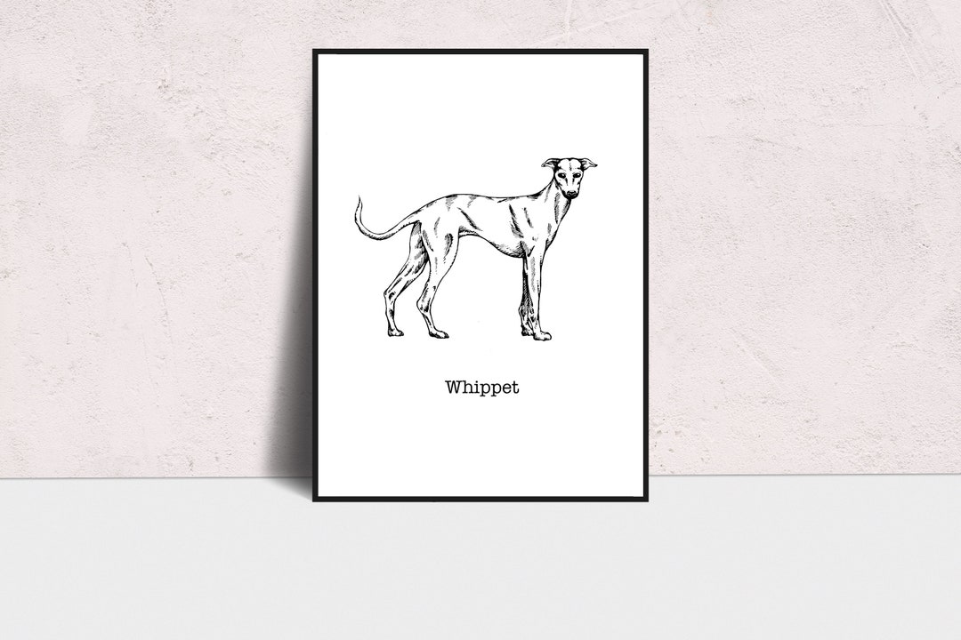 A4 Whippet Print Black & White - Brindle - Etsy