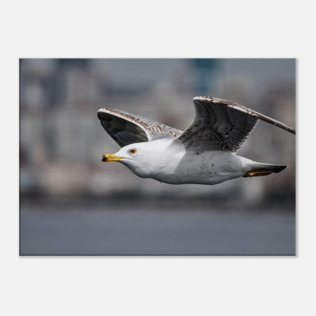 Flying Seagull Printable Wall Art, Graceful Coastal Home Decor, Nature ...