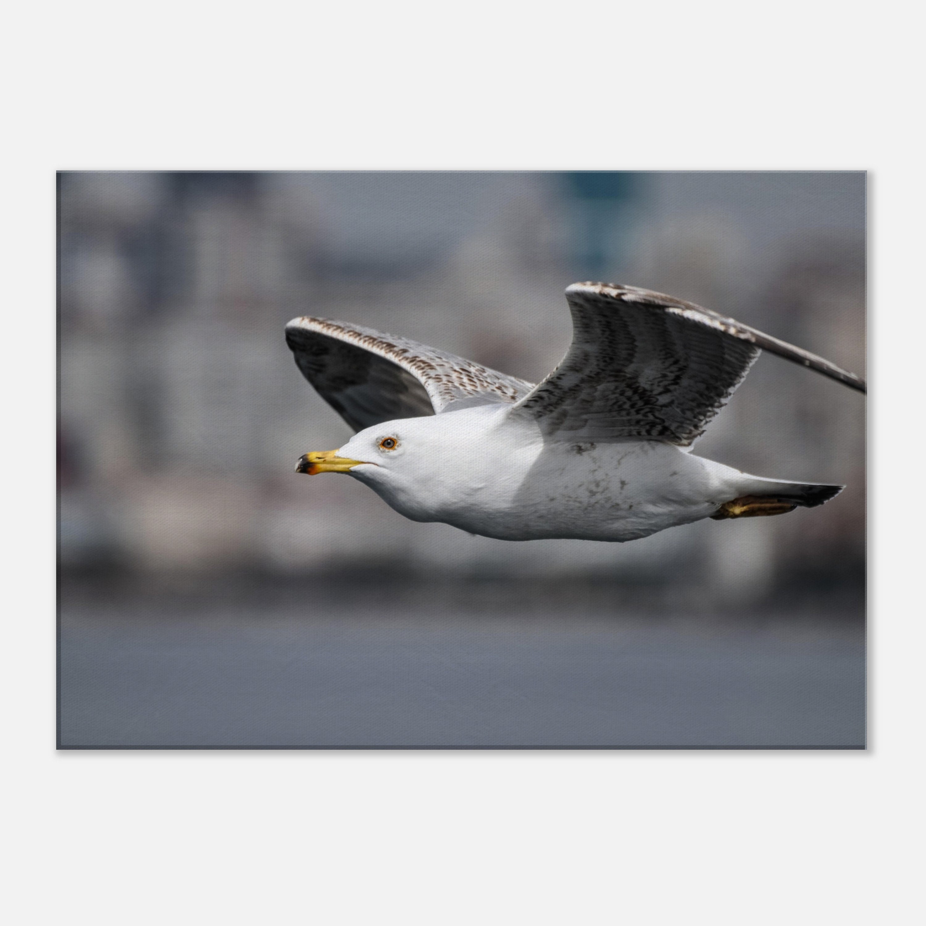 Flying Seagull Printable Wall Art, Graceful Coastal Home Decor, Nature ...