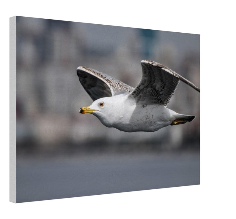 Flying Seagull Printable Wall Art, Graceful Coastal Home Decor, Nature ...