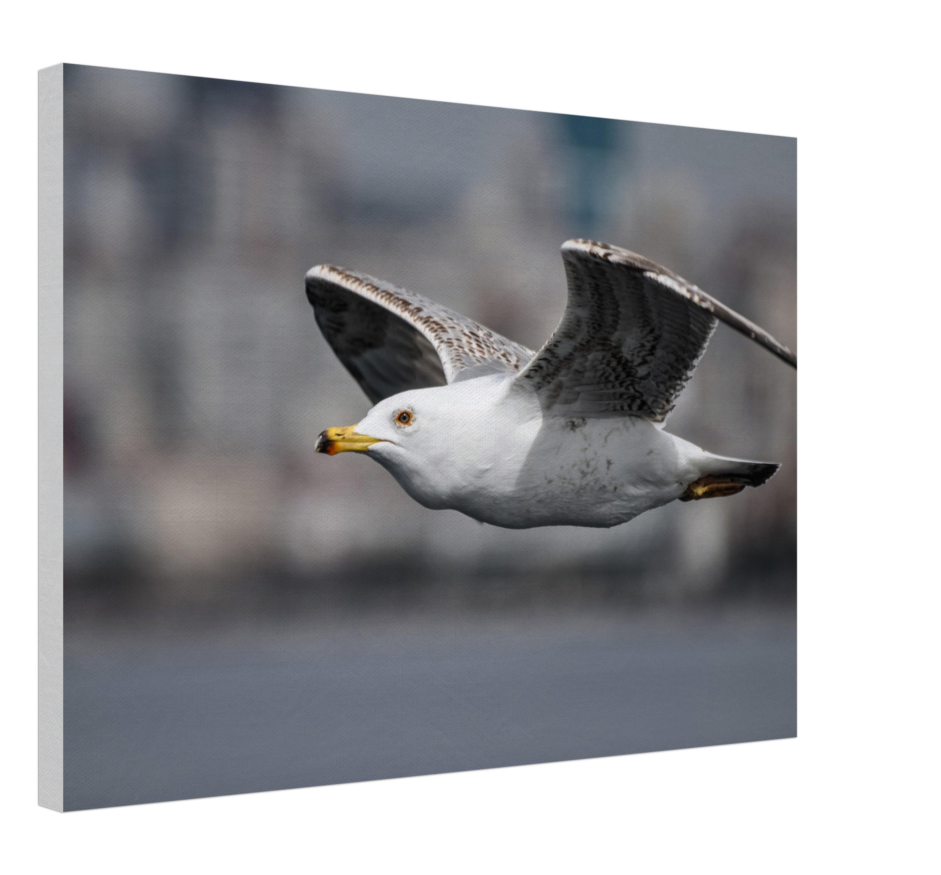 Flying Seagull Printable Wall Art, Graceful Coastal Home Decor, Nature ...
