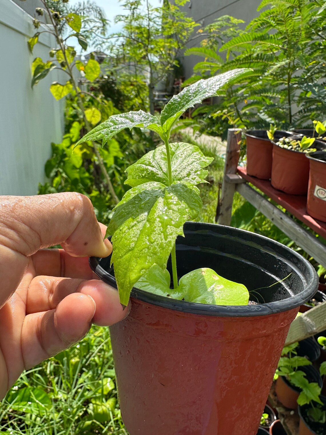 Parijat/coral Jasmine/harshringar/night Jasmine/shewali/shiuli | Plant ...