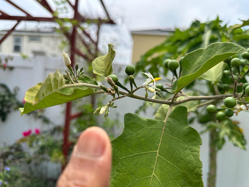 Plant in Half-gallon Pot | Turkey Berry/thai Pea Eggplant/susumba ...