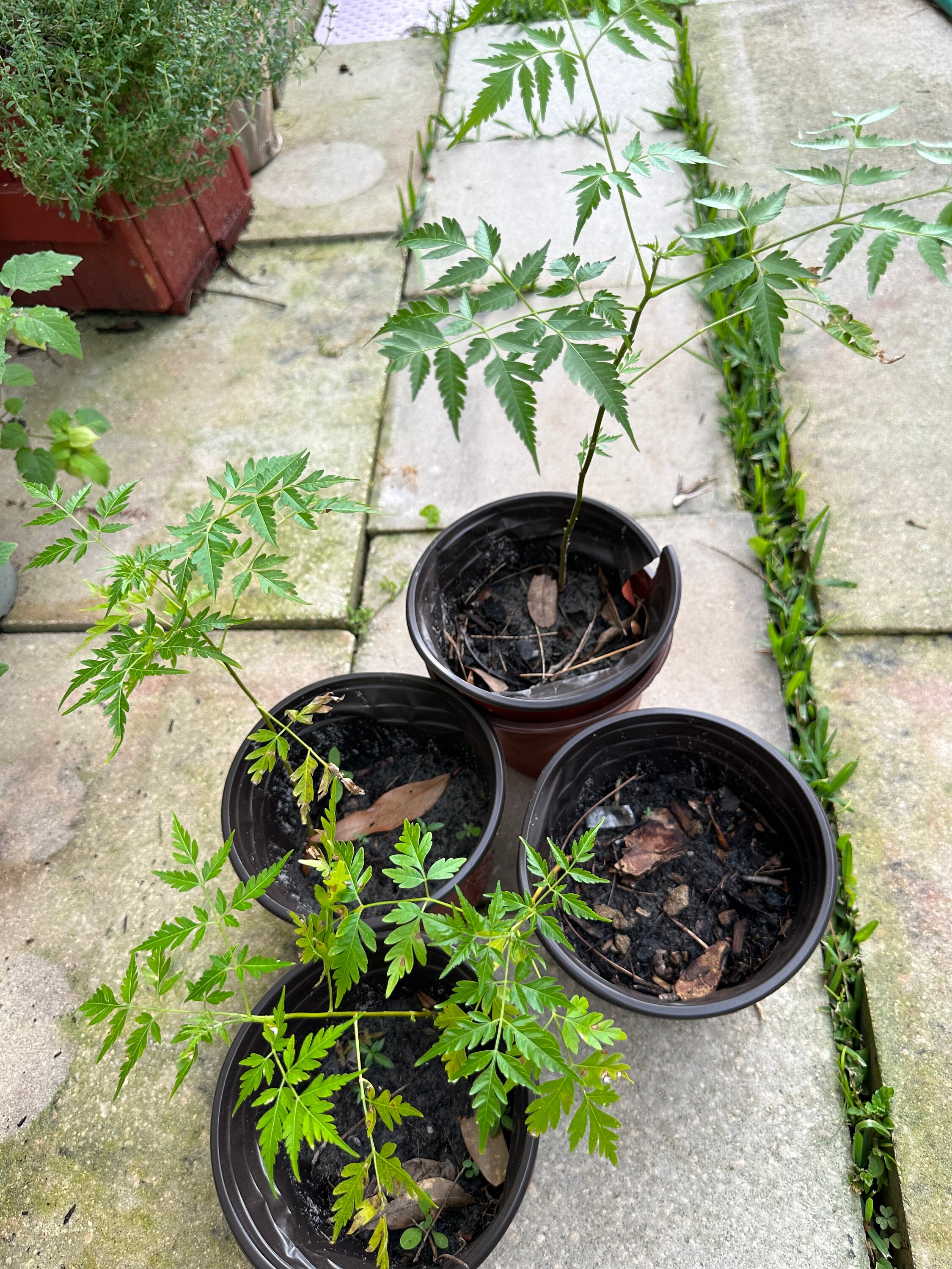 Starter Plant Persian Lilac Ghora Neem Melia Azedarach - Etsy