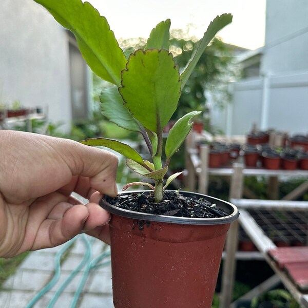 Leaf of Life Plant - Etsy