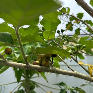 Plant in Half-gallon Pot | Turkey Berry/thai Pea Eggplant/susumba ...