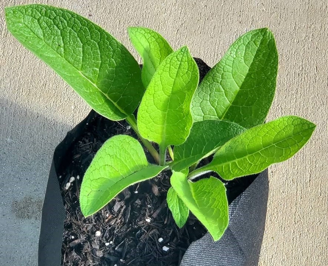 2 Starter Plants Comfrey blocking 14/symphytum X Uplandicum Well-rooted ...
