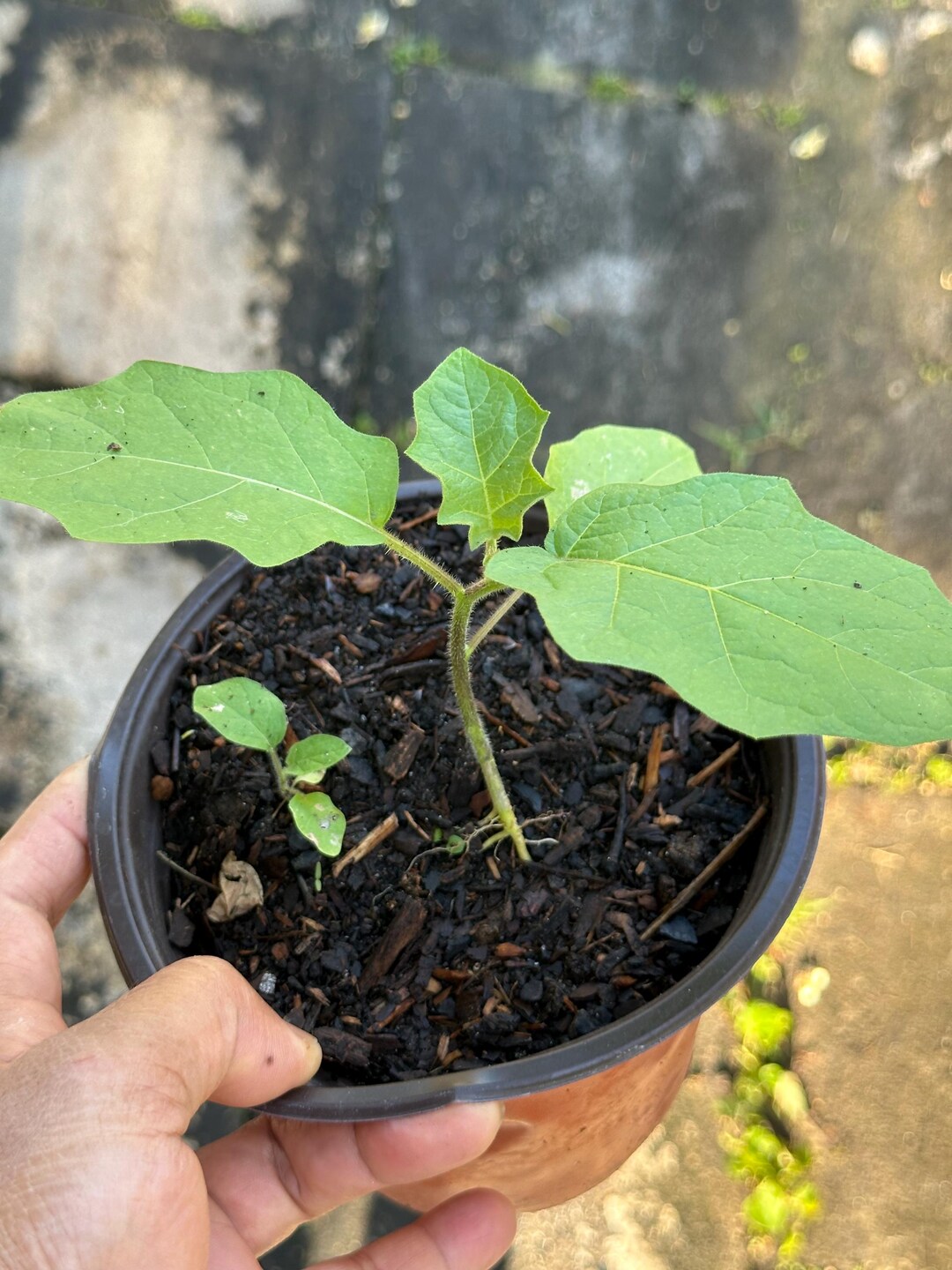 Plant in Half-gallon Pot | Turkey Berry/thai Pea Eggplant/susumba ...