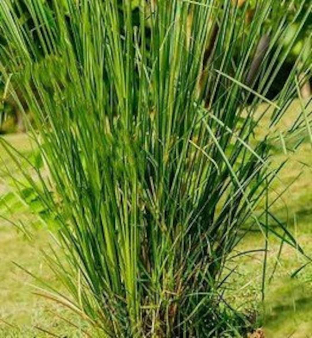 Live Plants | Indian Kusha Grass/darbha Grass/desmostachya Bipinnata ...