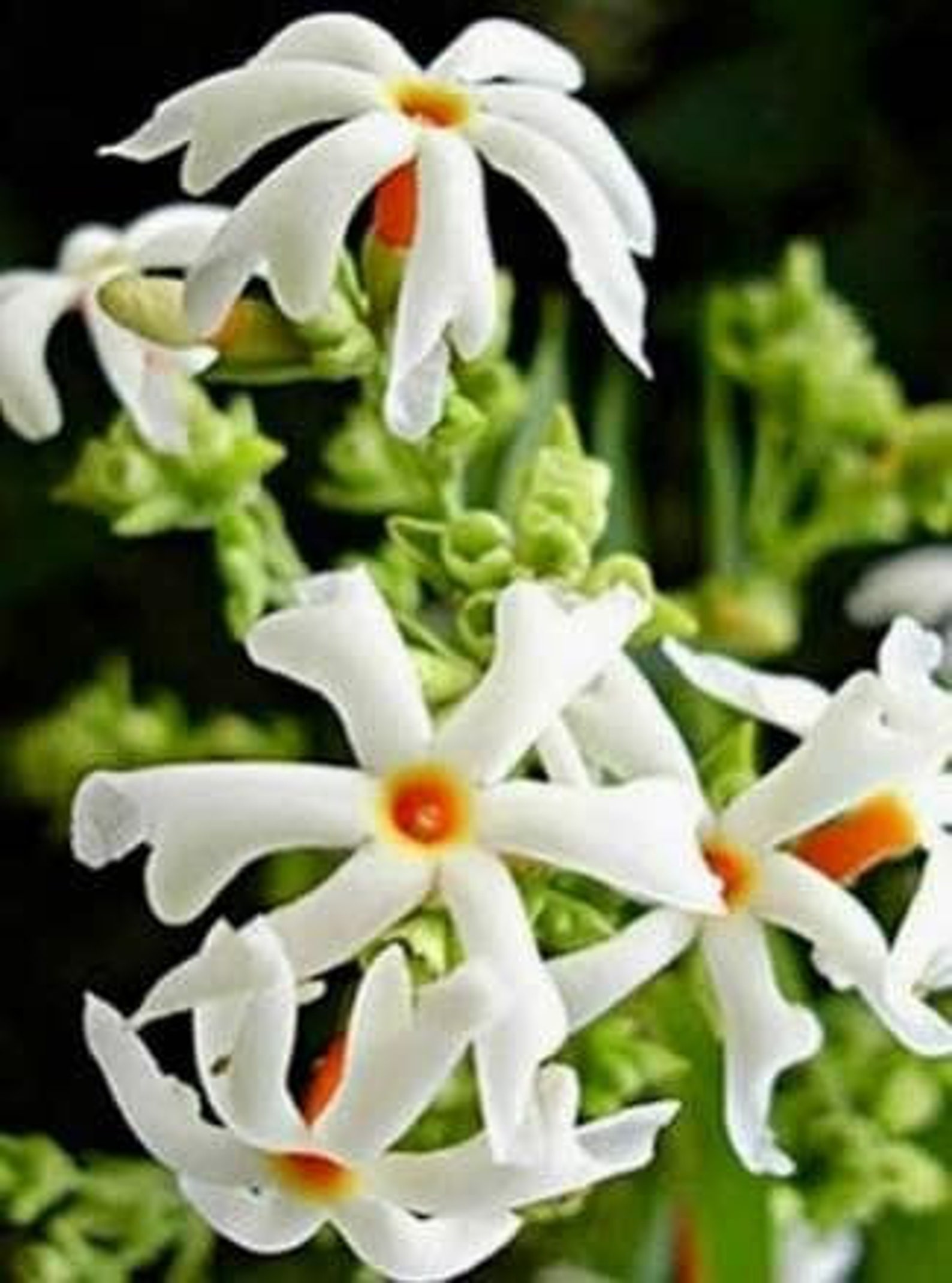 Parijat/coral Jasmine/harshringar/night Jasmine/shewali/shiuli | Plant ...