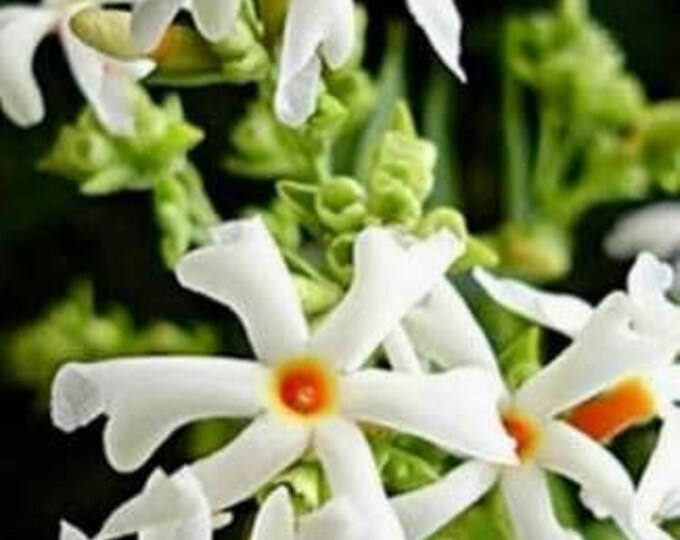 Parijat/coral Jasmine/harshringar/night Jasmine/shewali/shiuli | Plant ...