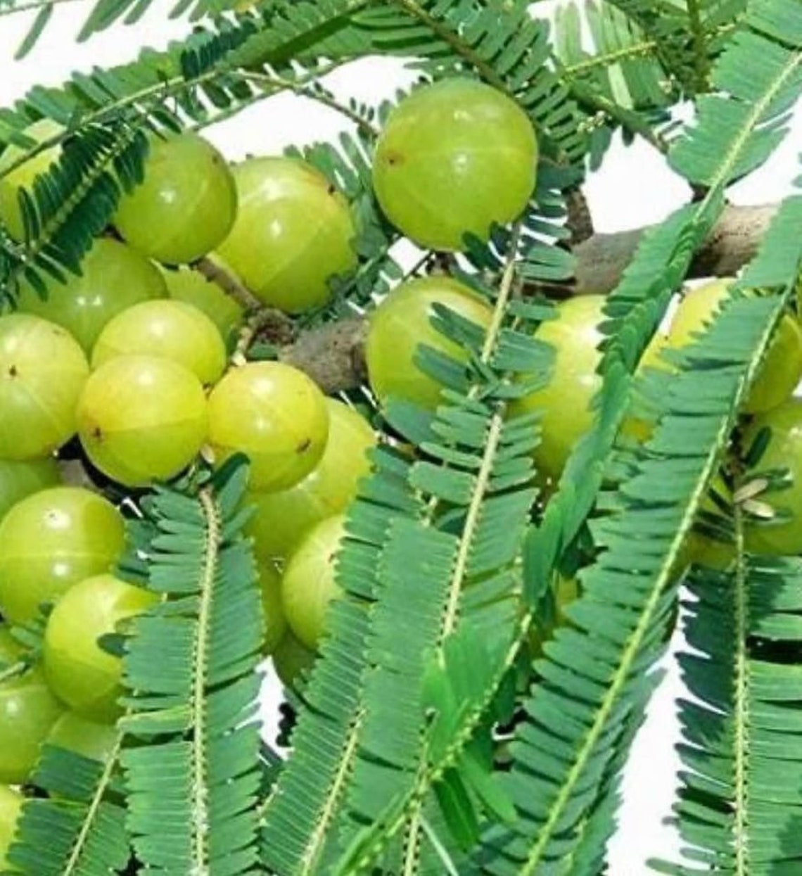 Starter Plant Amla/amlokhi/phyllanthus Emblica /indian - Etsy