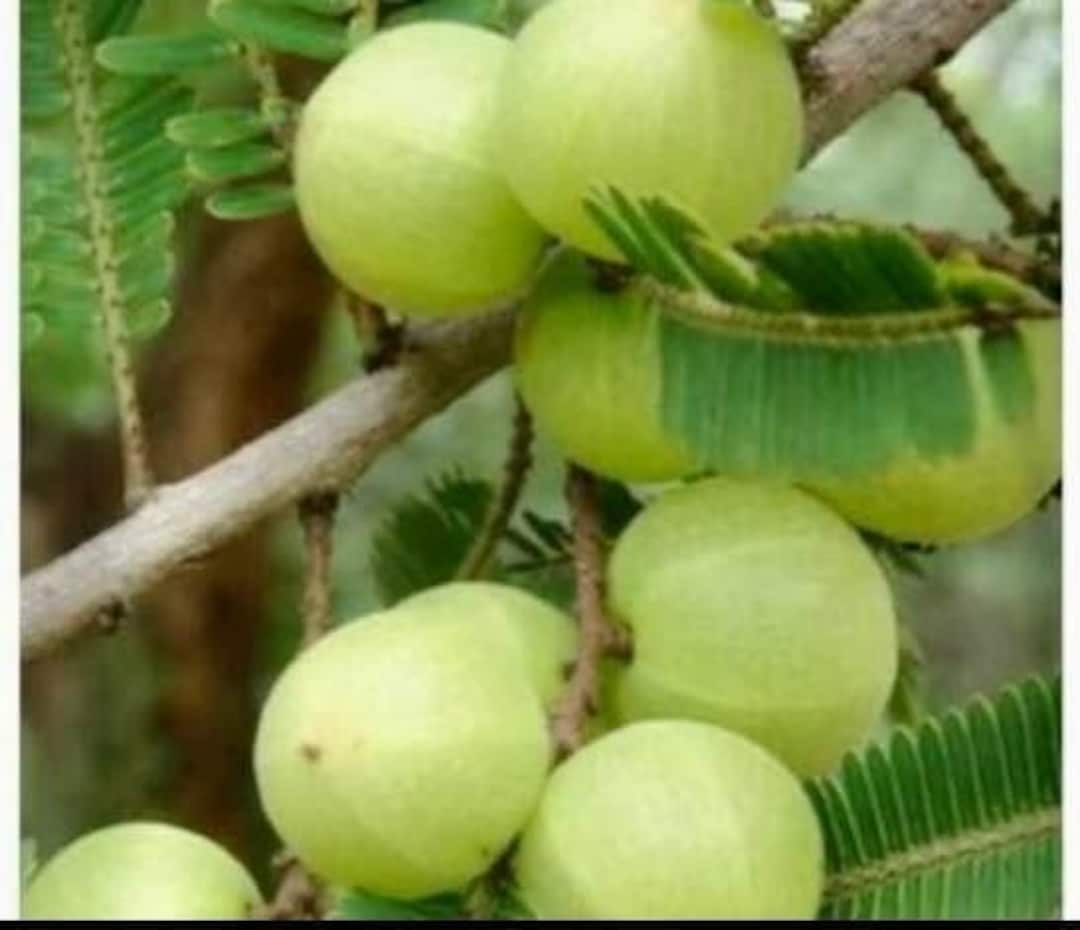 Starter Plant Amla/amlokhi/phyllanthus Emblica /indian Gooseberry - Etsy
