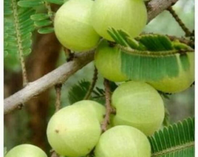 Amla Cuttings Indian Gooseberry Tree Cuttings Organic Phyllanthus ...
