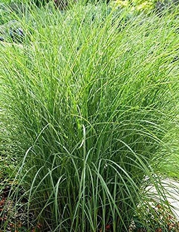 Live Plants Indian Kusha Grass/darbha Grass/desmostachya Bipinnata used ...