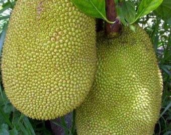 Dwarf Gulabi Jackfruit Starter Tree ROSE Scented Huge Fruit on Small 8 ...