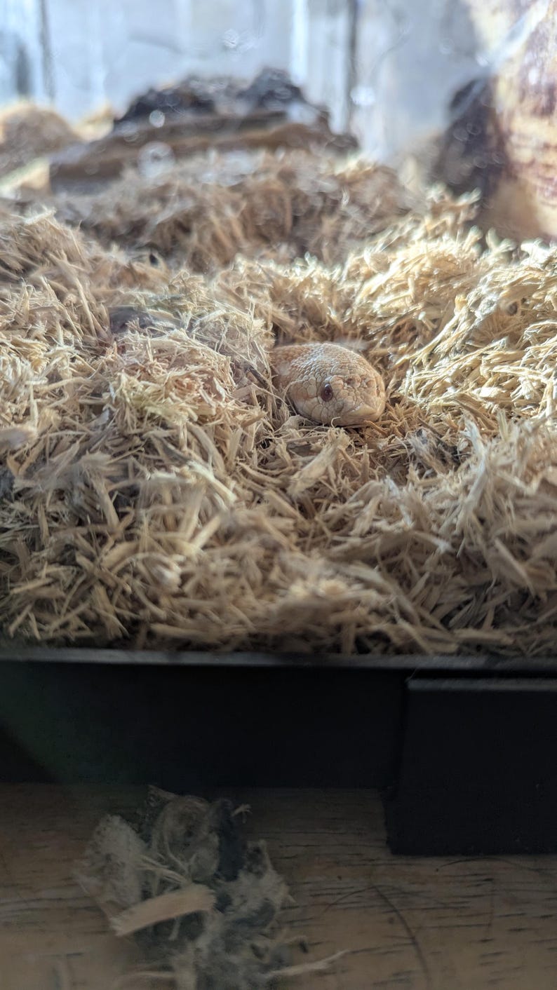 Commissioned Junk Journal - DND Theme - Etsy