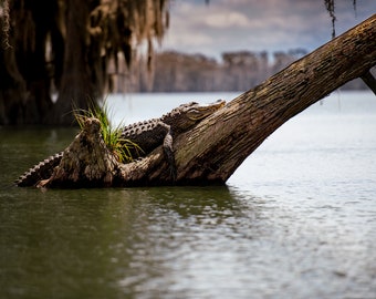 Alligator Sunbathing Print Bayou Art Swamp Art Print Louisiana Art Home ...