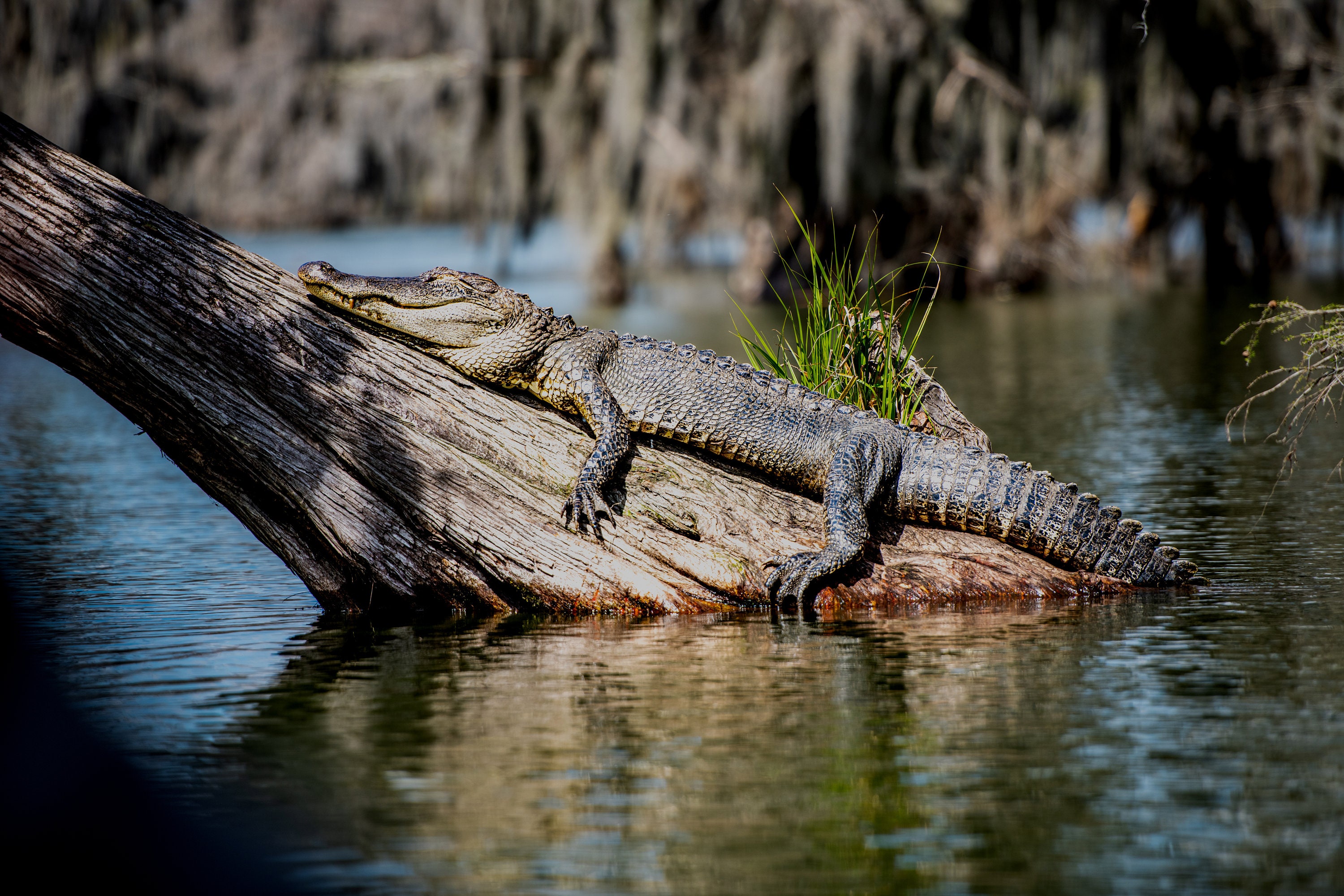 Alligator Sunbathing Print Bayou Art Swamp Art Print Louisiana Art Home ...