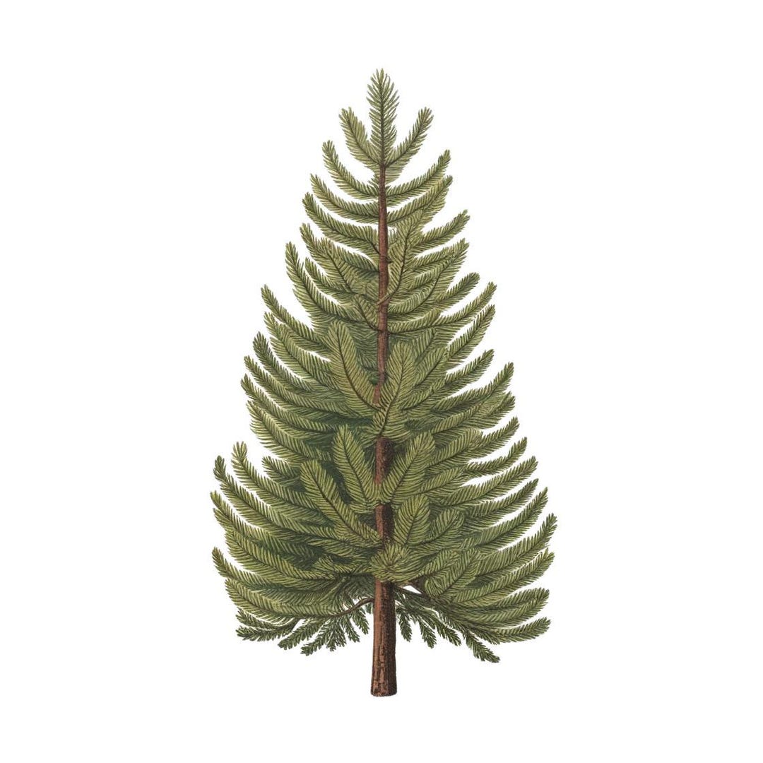 10 Different Christmas Pine Tree Clipart Illustrations, Evergreen Pine ...