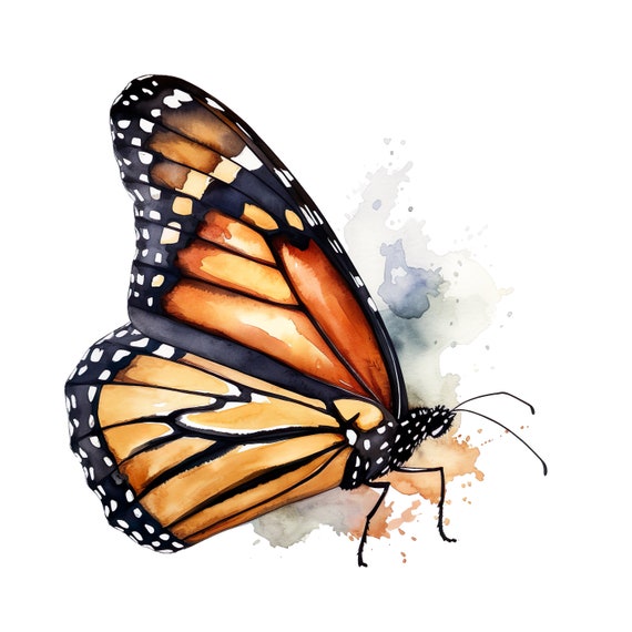 Monarch Butterfly Clipart Spring