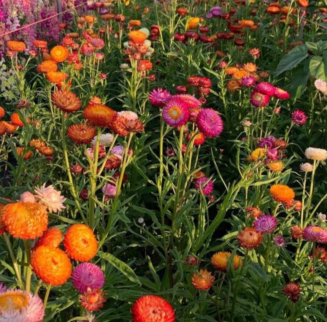 Strawflower CHOICE MIX 50 Seeds Helichrysum Bracteatum - Etsy