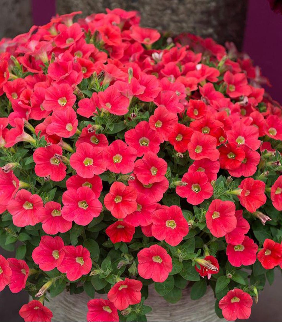 Live] Petunia CORAL CRUSH Starter Plant - Etsy