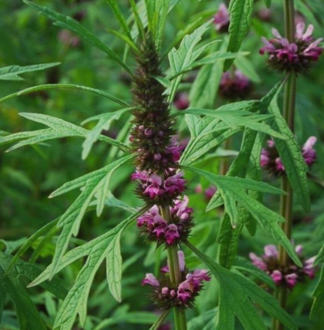 50 Siberian Motherwort Seeds (leonurus Sibericus) Marihuanilla ...