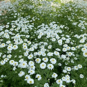 Feverfew TETRA WHITE 50 Seeds Matricaria (tanacetum Partheniun) - Etsy