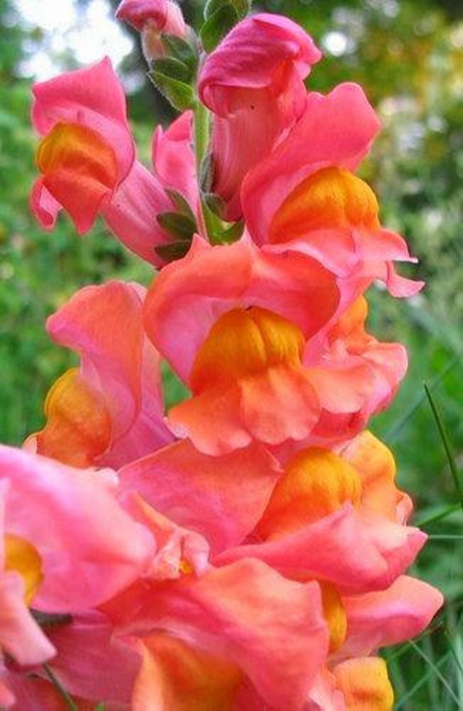 Snapdragon "orange Wonder" 100 Seeds - Etsy