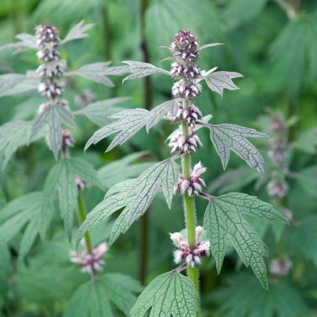 Motherwort Leonurus Cardiaca 50 Seeds - Etsy