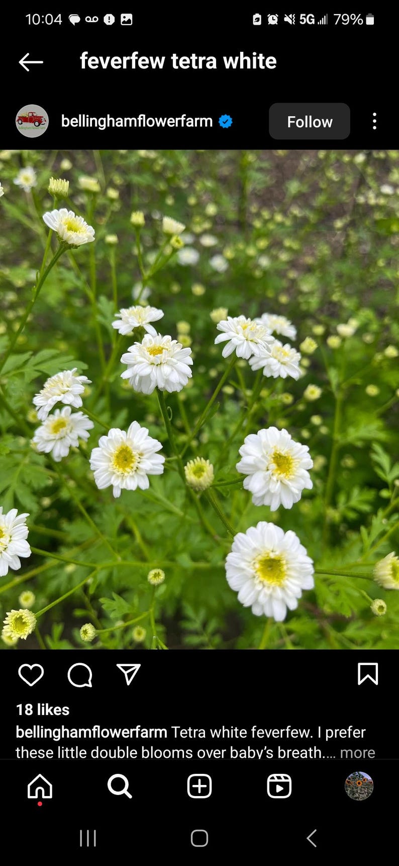 Feverfew TETRA WHITE 50 Seeds Matricaria (tanacetum Partheniun) - Etsy