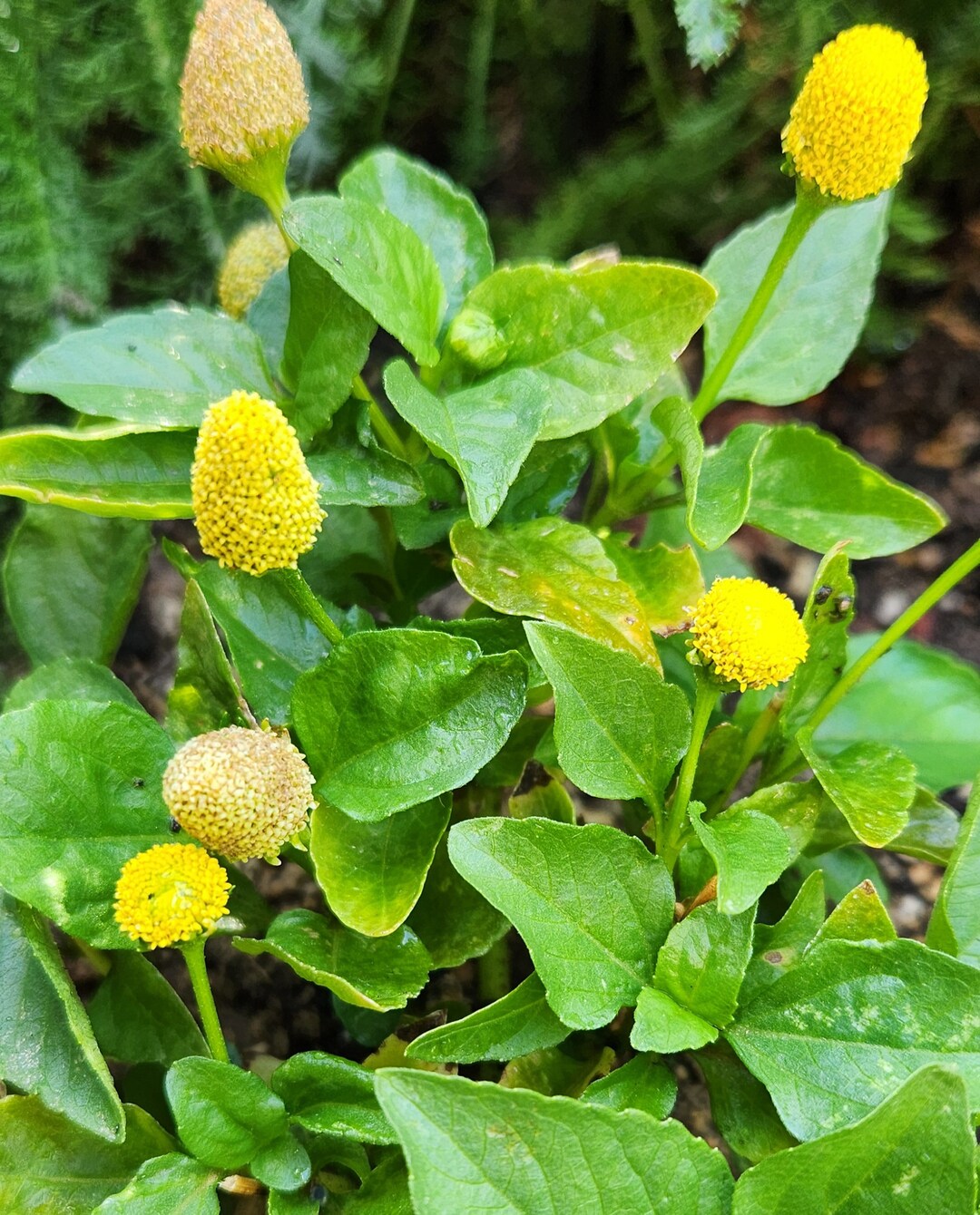 Toothache Plant, Spilanthes Oleracea, Buzz Buttons, Organic, 50 Seeds ...