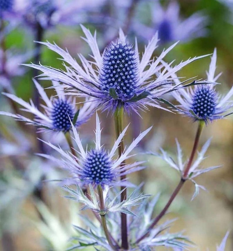 50 BLUE GLITTER Sea Holly Eryngium Planum Seeds - Etsy