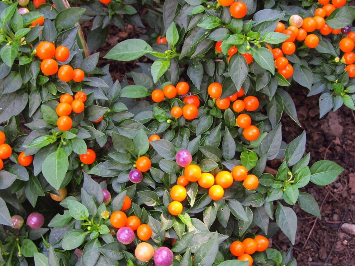 Micro Pepper Hot Pops Purple Ornamental Chili Pepper 15 Seeds - Etsy