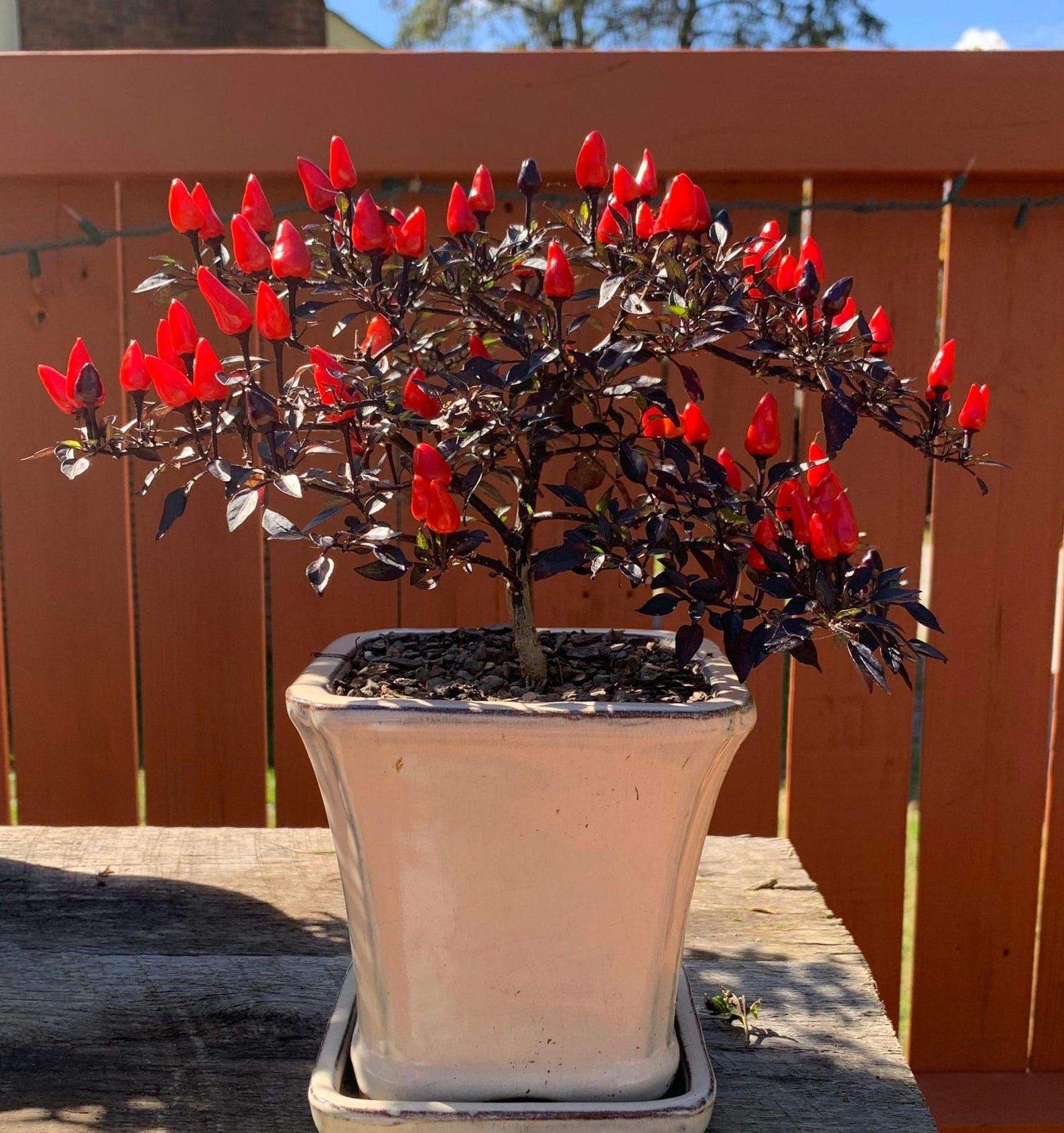 Pepper 'midnight Fire' Ornamental Chili, Hot Pepper, 15 Seeds - Etsy
