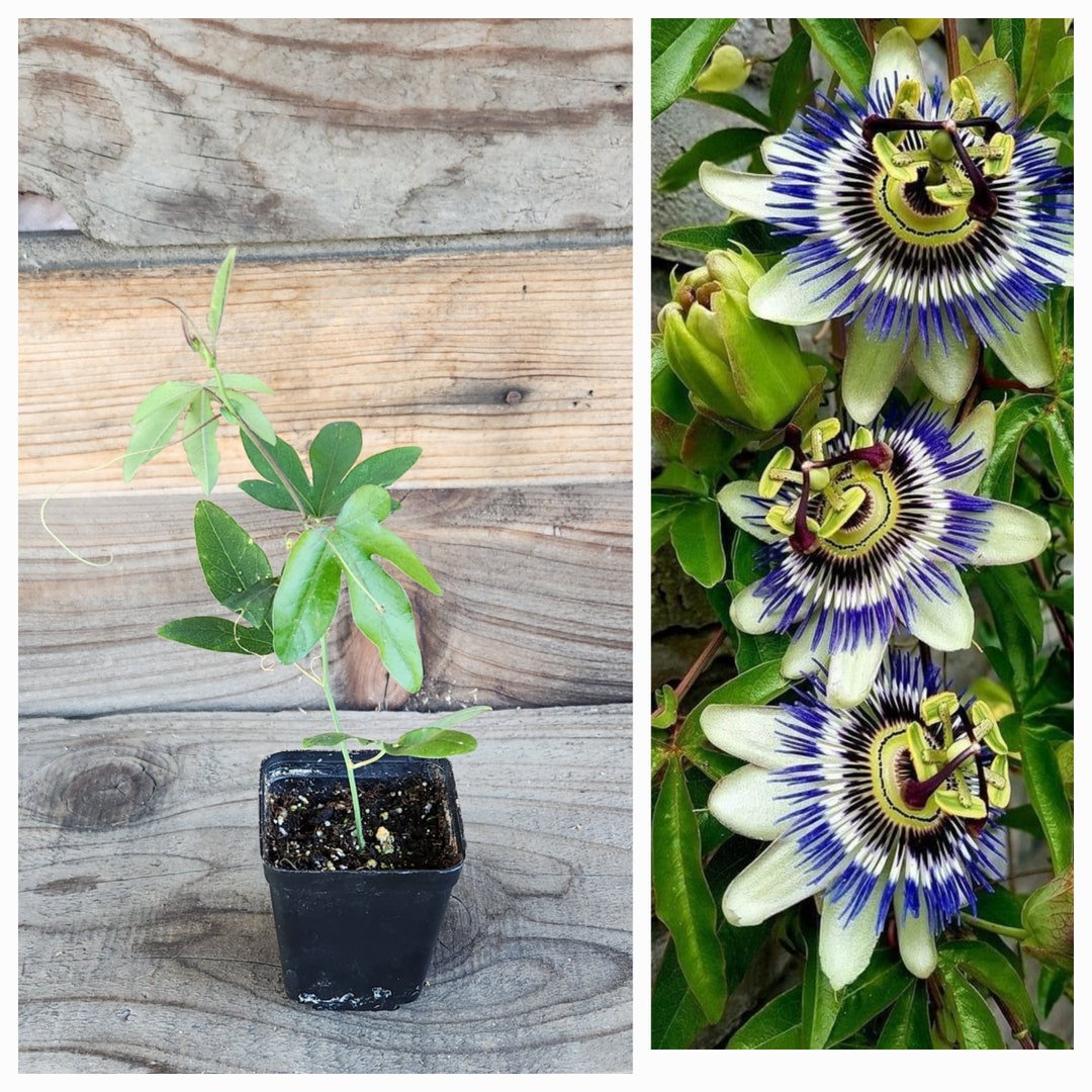 Passiflora Caerulea Live Passion Flower Starter Plant - Etsy