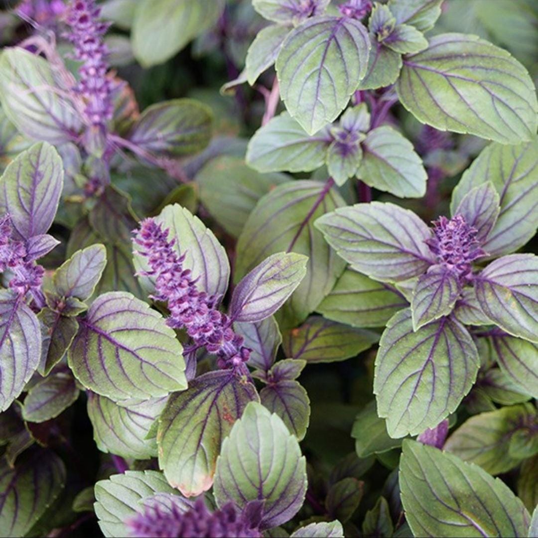 LIVE 'african Blue' Basil | Ocimum Basilicum X Starter Plant - Etsy