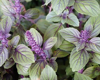 African Blue Basil - Perennial - 1 Live Plant - Etsy