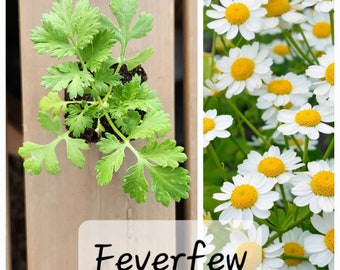 Organic Feverfew Tanacetum Parthenium Capsules, 30 Pack, 60 Pack, 90 ...