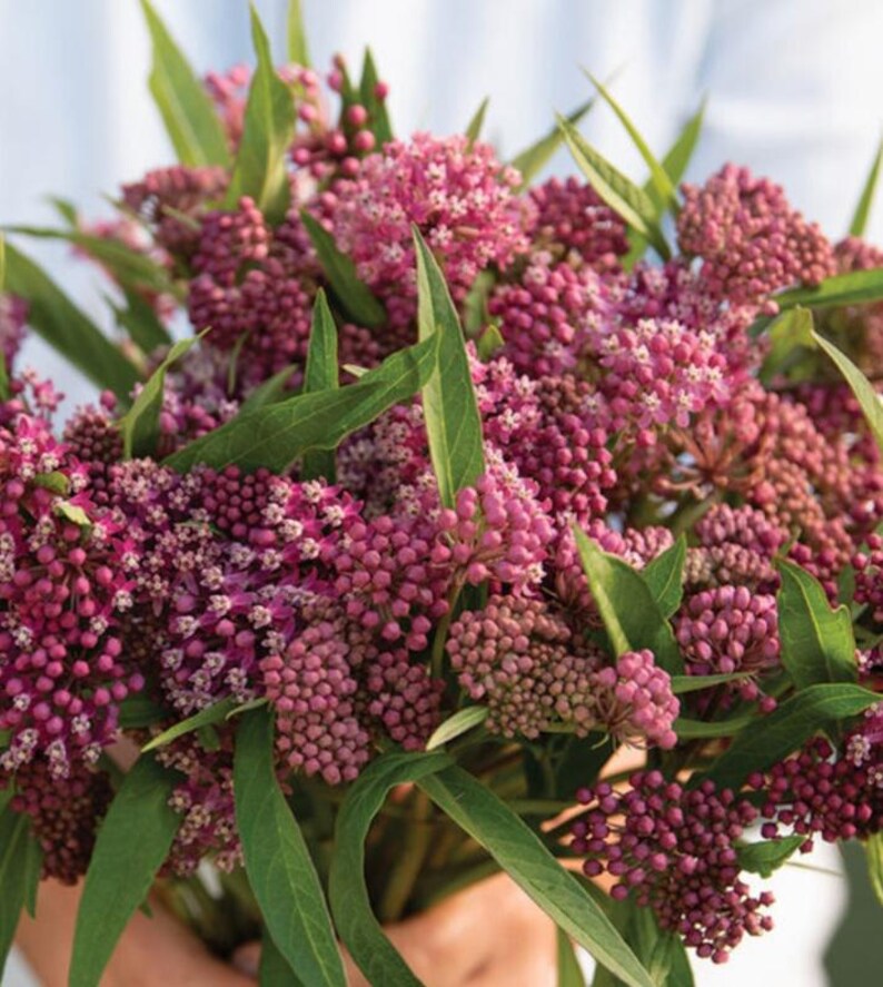 SOULMATE Swamp Milkweed | Asclepias Incarnata | 50 Seeds - Etsy