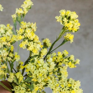 QIS YELLOW Statice 50 Seeds Limonium Sinuatum - Etsy