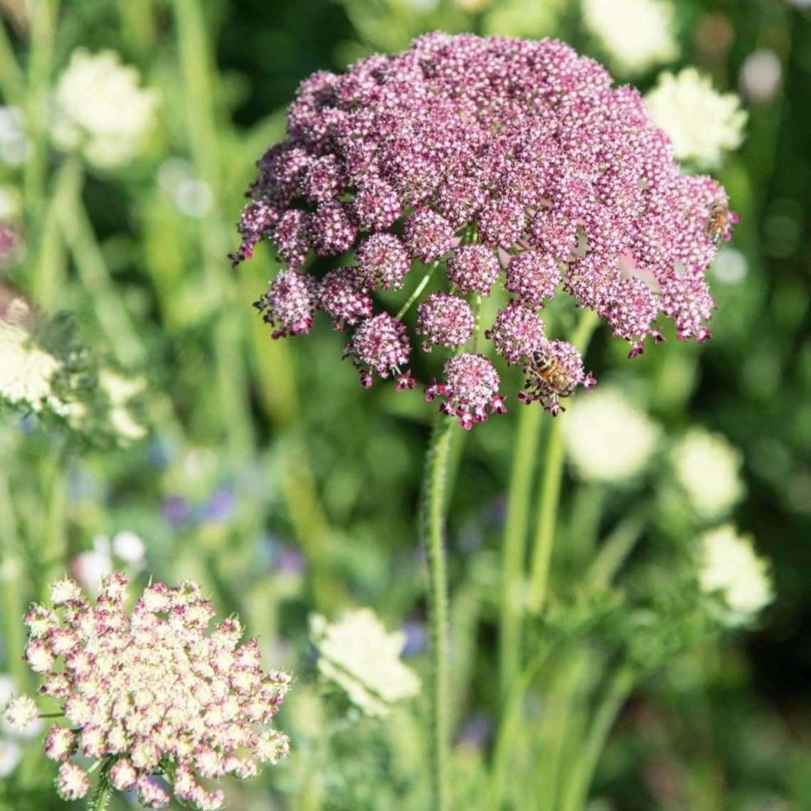 Daucus PURPLE KISSES 50 Seeds Queen Anne's Lace Daucus Carota - Etsy