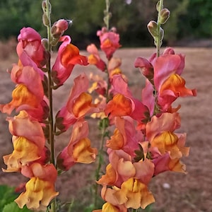 Snapdragon "orange Wonder" 100 Seeds - Etsy