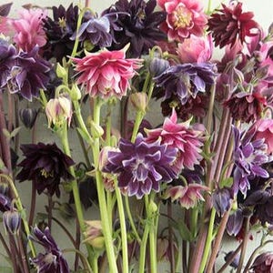 50 BARLOW MIX Columbine Flower Seeds (aquilegia Vulgaris) Victorian ...