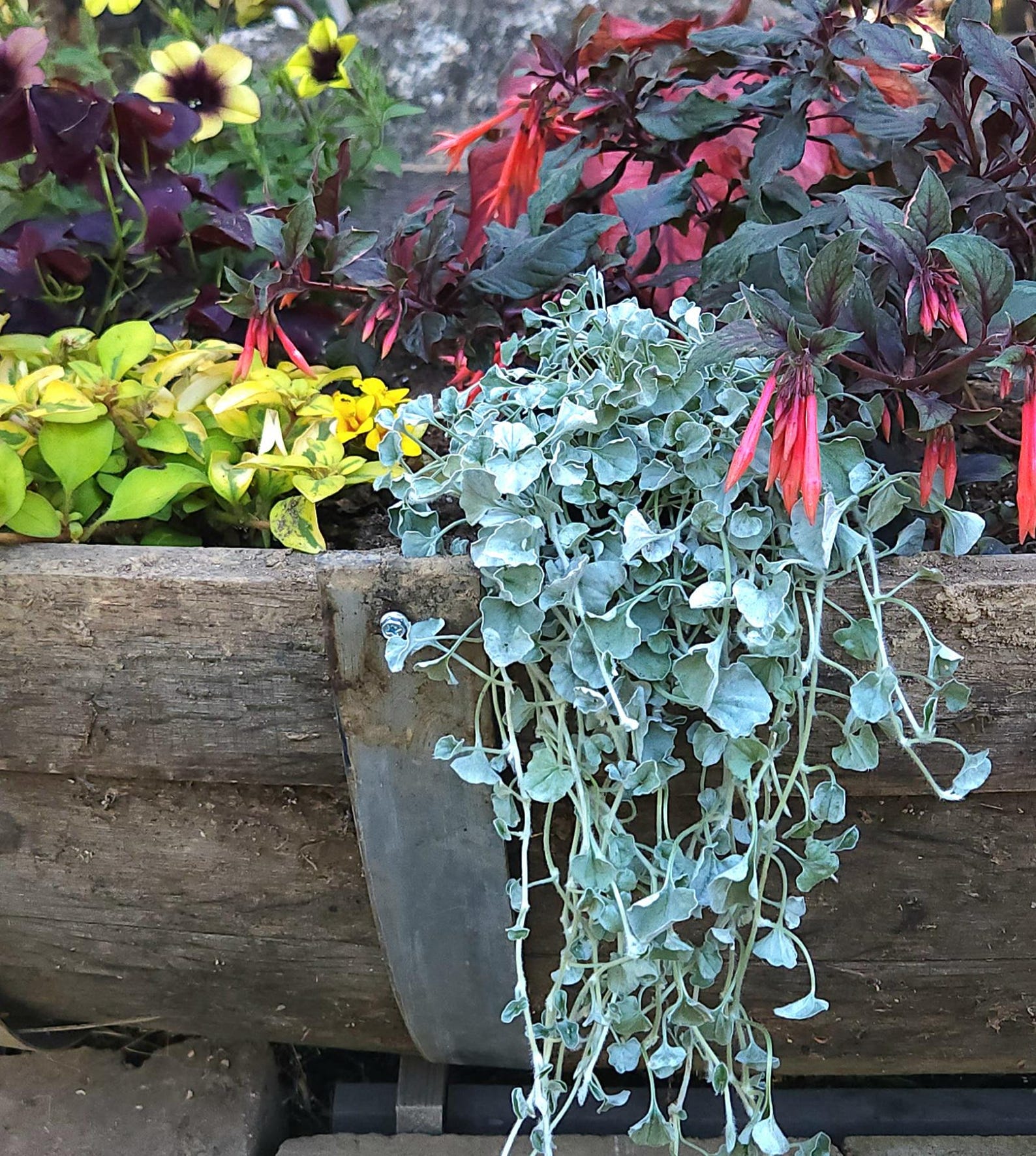 SEEDS Dichondra 'silver Falls' | Dichondra Argentea Silver | Silver ...